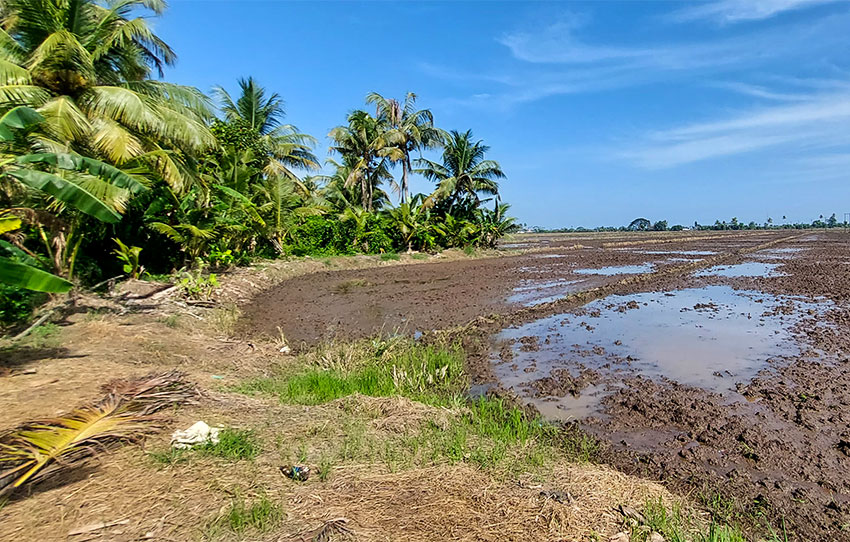Alleppey Village Walk: A Stroll Through Kerala's Backwaters