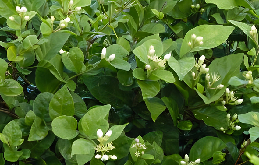 Madurai Malli (Jasmine) Trail