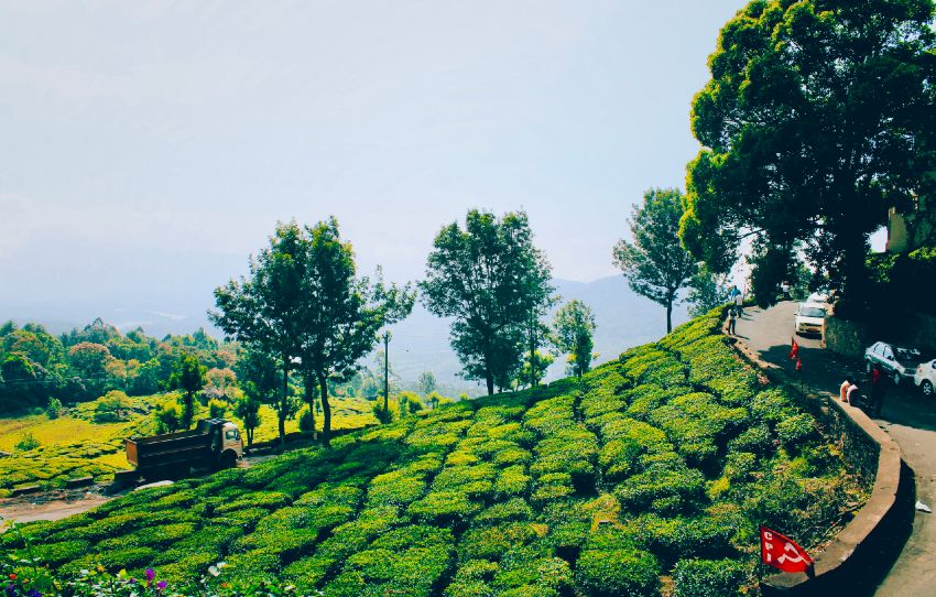 Lockhart Tea Trail with Factory Visit - Discover Munnar's Tea Charm ...