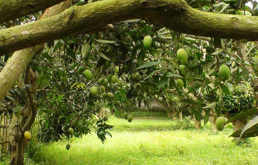 Talakkad Tour - Alphonso Stories